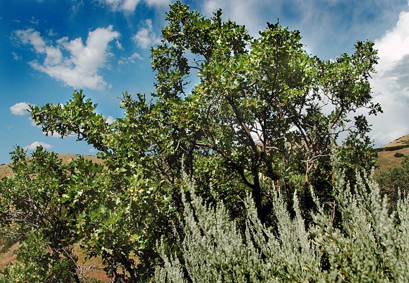 Gamble Oak (Quercus gambelii) - 1 gallon pot - West Greeley ... Gamble Oak (Quercus gambelii) - 1 gallon pot - West Greeley ...