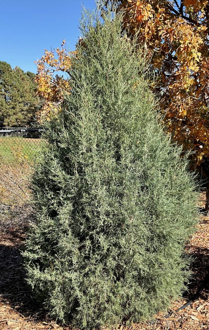 Rocky Mountain Juniper (Juniperus scopulorum) - 1 large tube - West ...